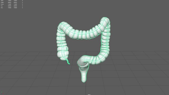 human large intestine 3D Model in Medicines 3DExport