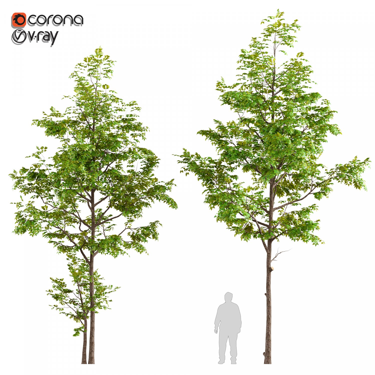 two young ash tree 3D Models in Tree 3DExport