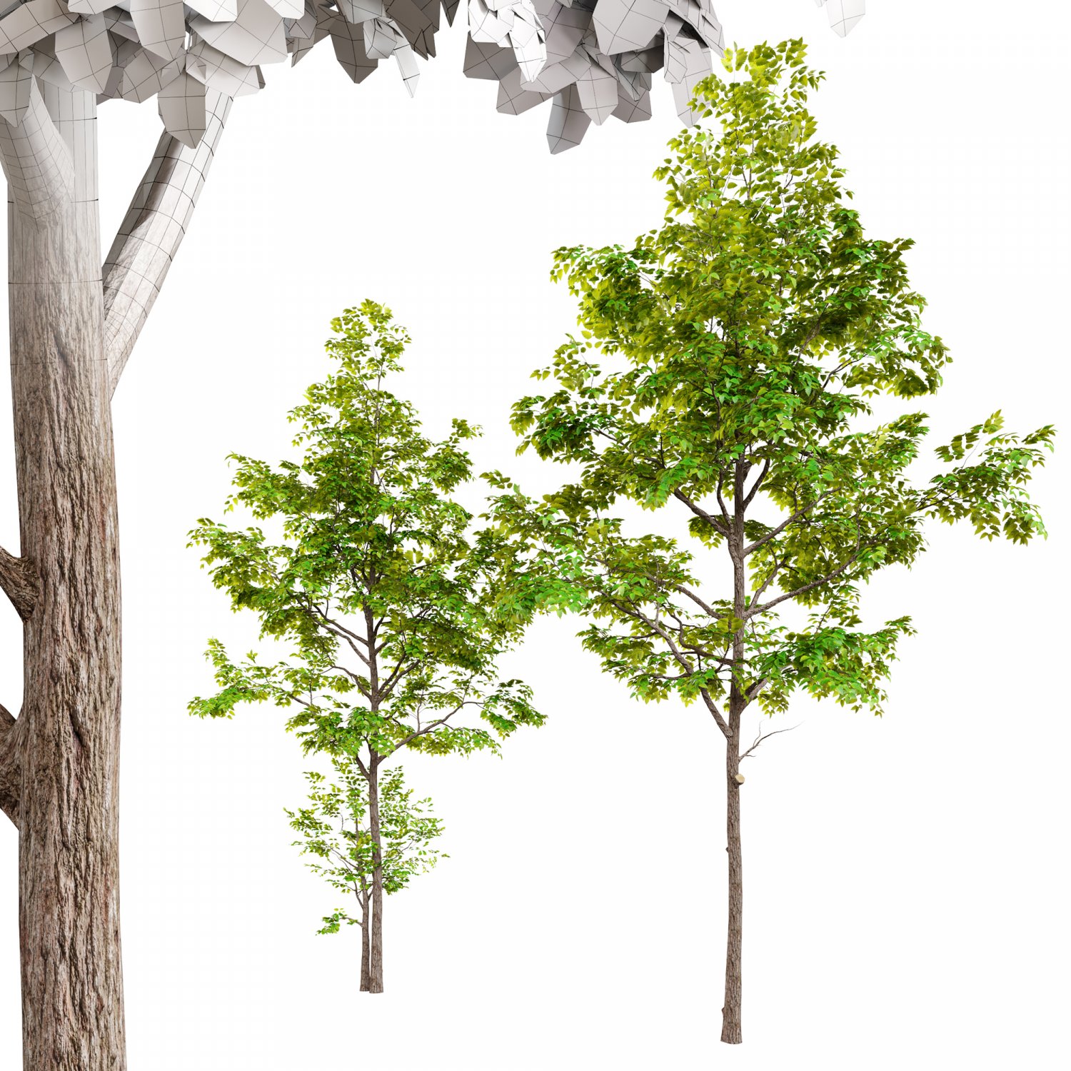 two young ash tree 3D Models in Tree 3DExport