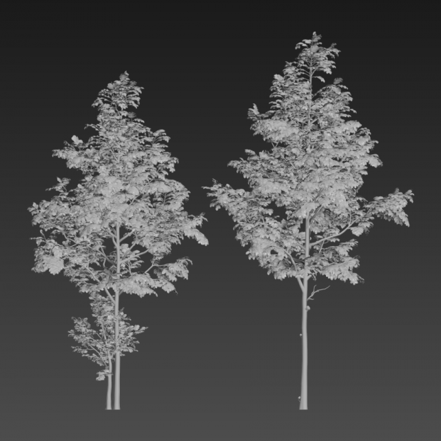 two young ash tree 3D Model in Tree 3DExport