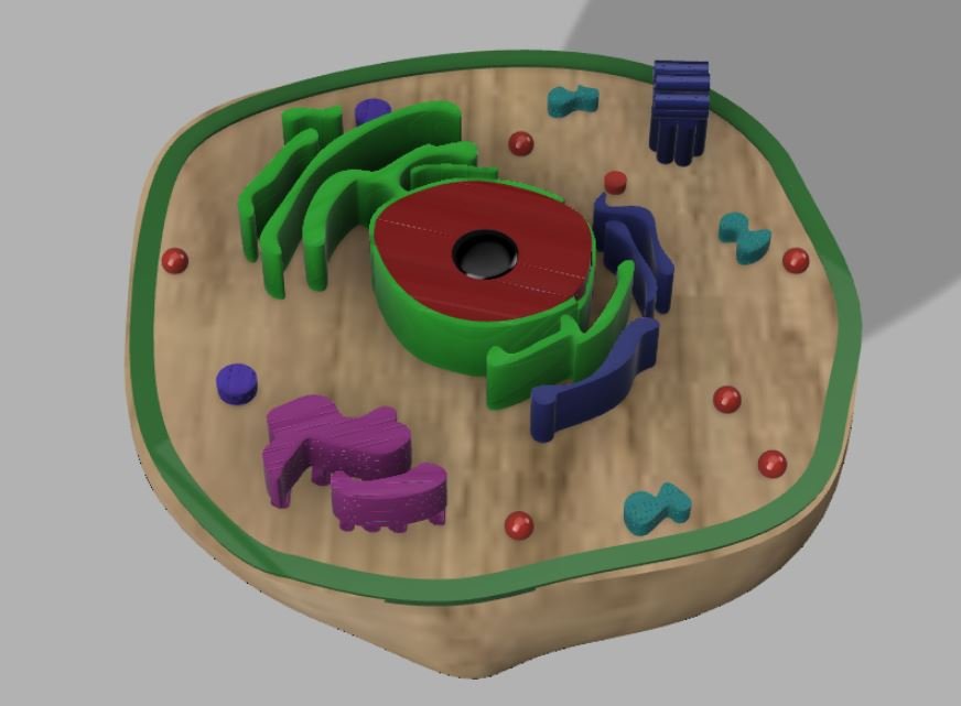 Animal Cells And Plant Cells 3d