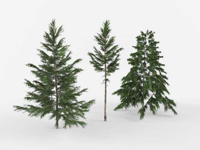 Collection Coniferous trees 3D Model in Tree 3DExport