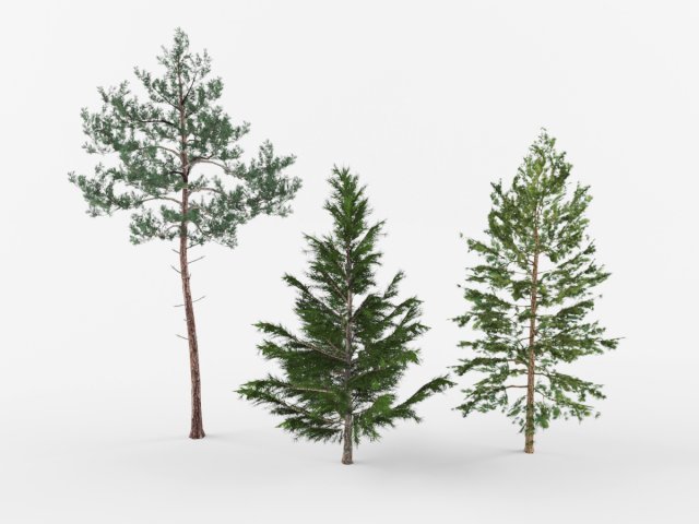 Collection Coniferous trees 3D Model in Tree 3DExport
