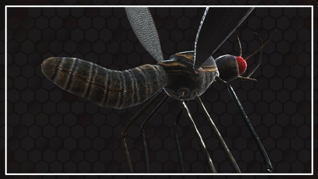 Mosquito 3D Model in Insects 3DExport