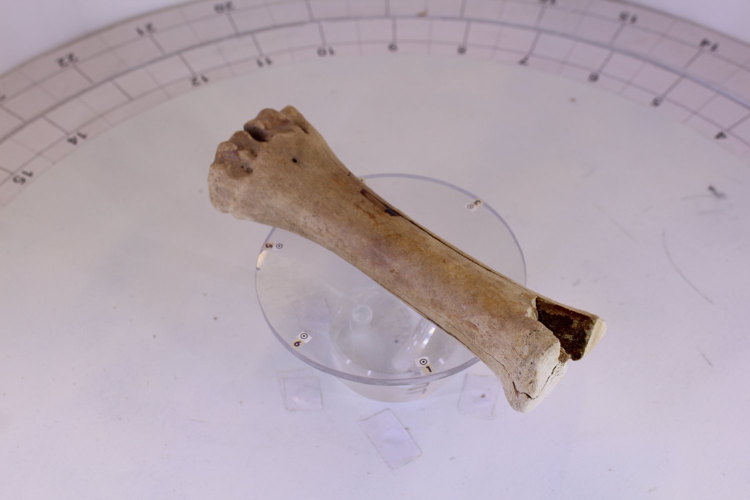 bone 3D Models in Other 3DExport