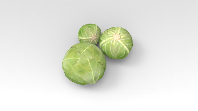 Cabbage 3D Model in Vegetable 3DExport