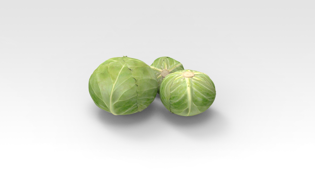 Cabbage 3D Model in Vegetable 3DExport
