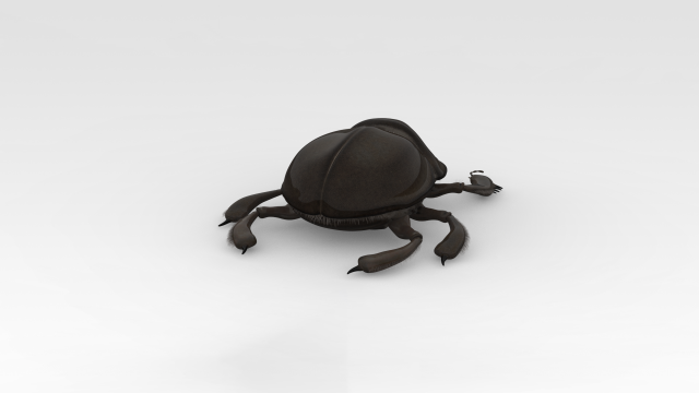 Scarab 3D Model in Insects 3DExport