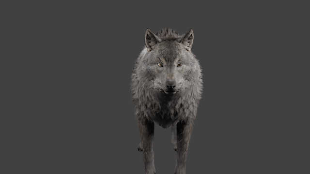 realistic wolf rigged 3D Model in Wildlife 3DExport