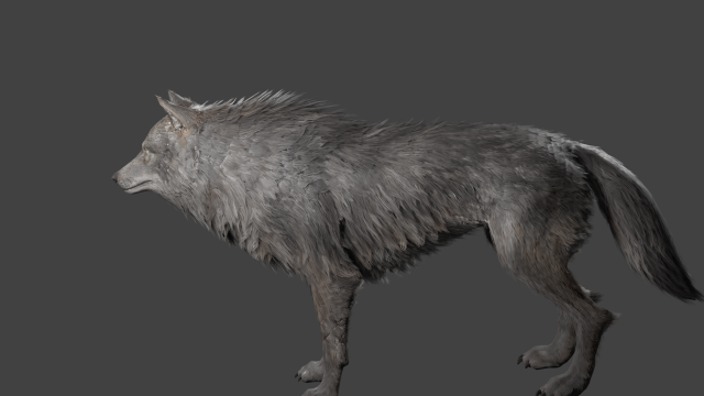 realistic wolf rigged 3D Model in Wildlife 3DExport
