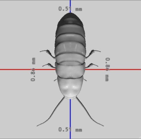 Oriental Cockroach Ready to Print 3D Print Model in Sculpture 3DExport