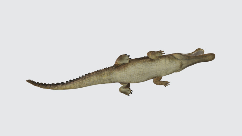 Sarcosuchus Ready to Print 3D Print Model in Sculpture 3DExport
