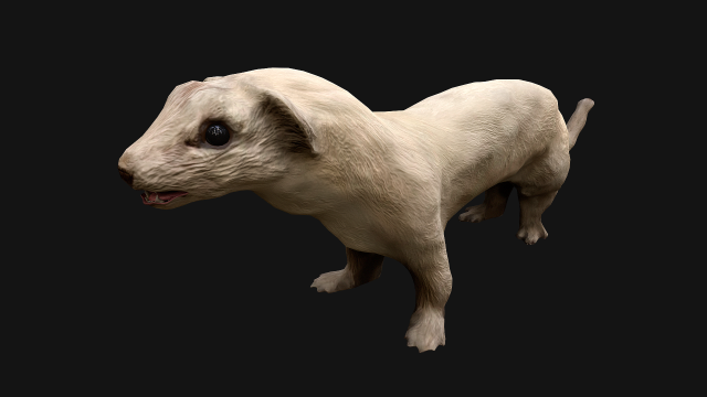 Weasel Ermine 3D Model in Rodent 3DExport