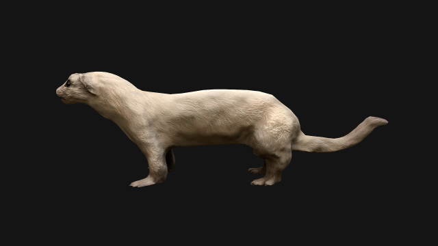 Weasel Ermine 3D Model in Rodent 3DExport
