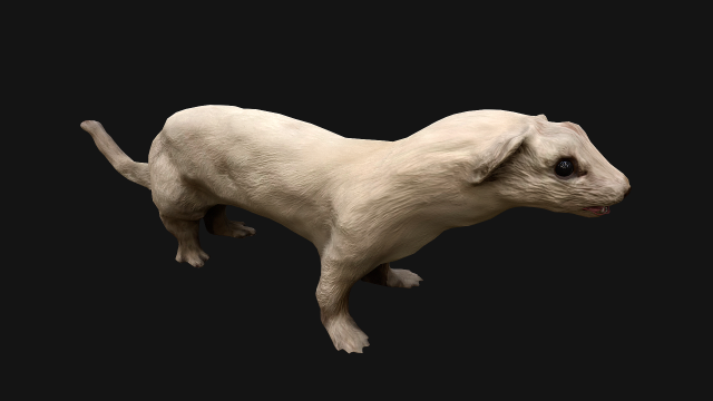 Weasel Ermine 3D Model in Rodent 3DExport