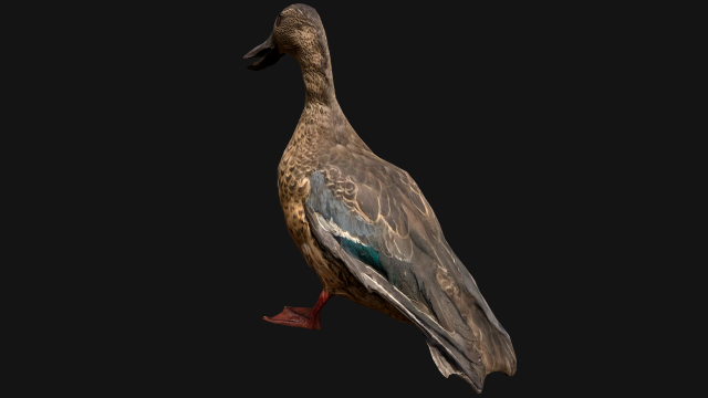 Duck Pack 3D Model in Bird 3DExport