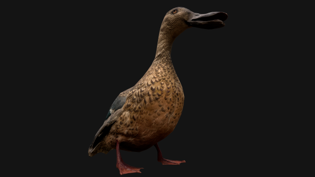 Duck Pack 3D Model in Bird 3DExport