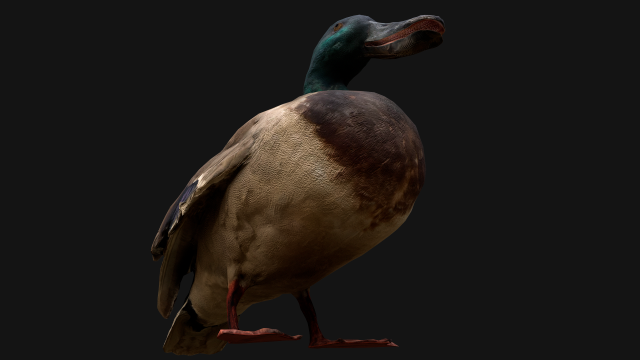 Duck Pack 3D Model in Bird 3DExport