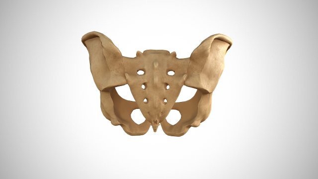 Human pelvis low poly 3D-Modell in Medizinische Ausrüstung 3DExport