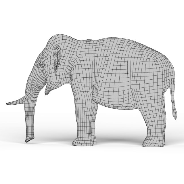 Elephant Base Mesh 3D Model in Elephant 3DExport