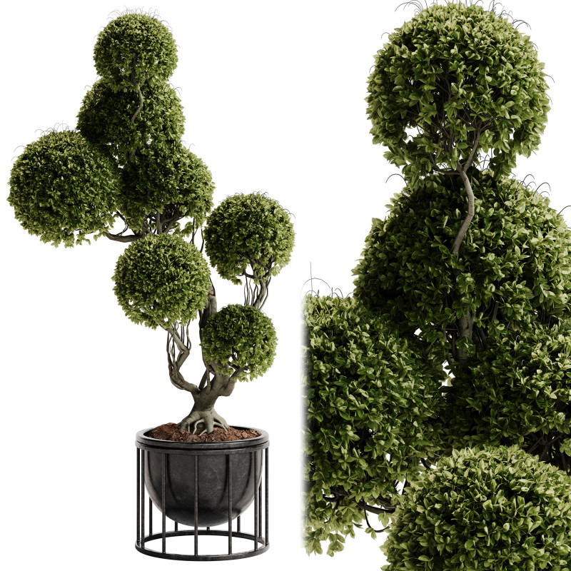 Indoor Plant 30 - Topiary 3D Model in Small Plants 3DExport