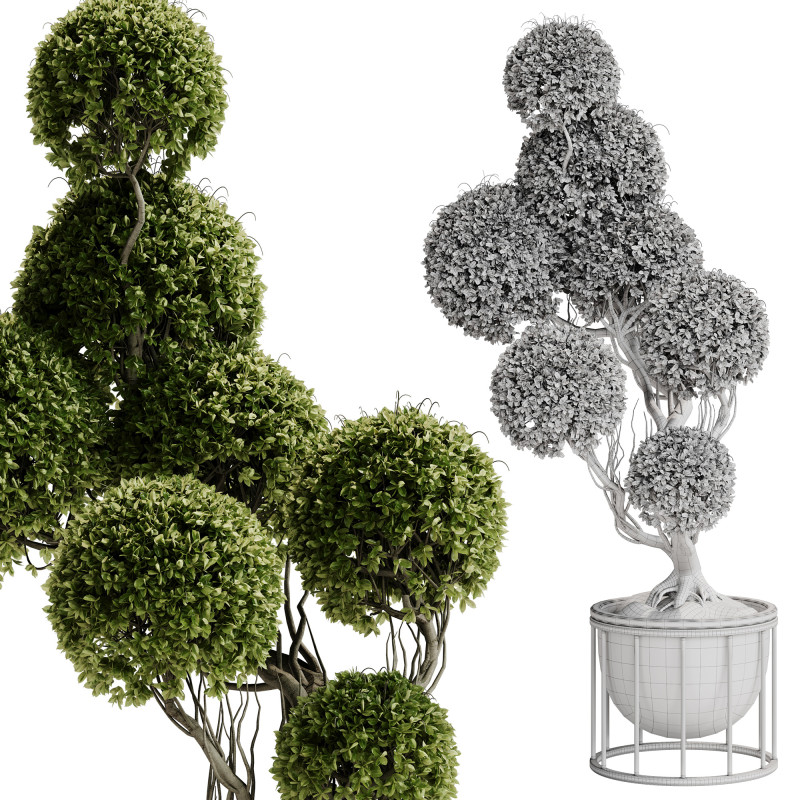 Indoor Plant 30 - Topiary 3D Model in Small Plants 3DExport