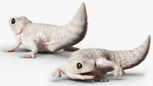 Gecko Reptile 3D Model in Reptile 3DExport