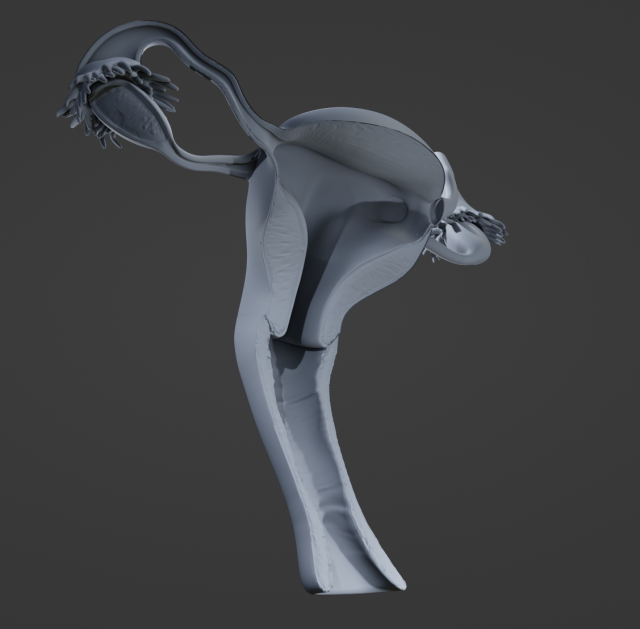 Female Reproductive System 3D Model in Anatomy 3DExport