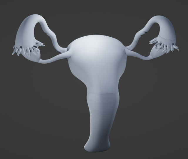 Female Reproductive System 3D Model in Anatomy 3DExport