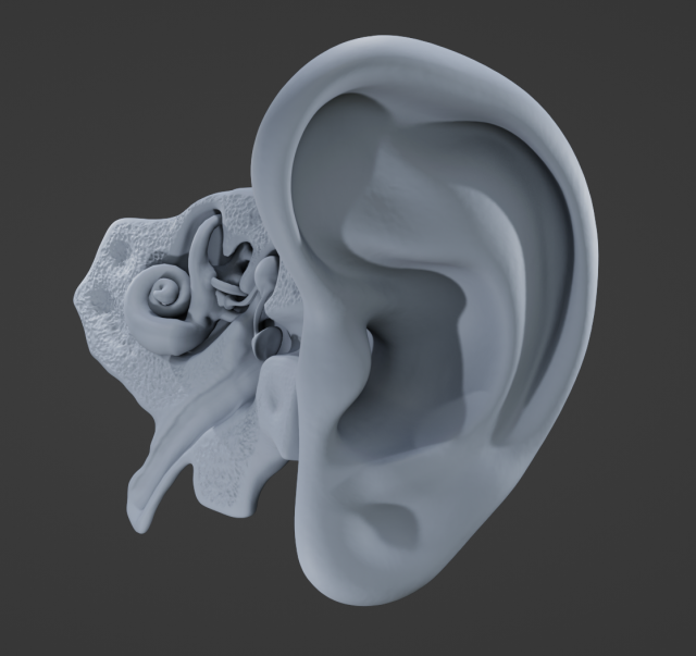 Ear Anatomy 3D Model in Anatomy 3DExport