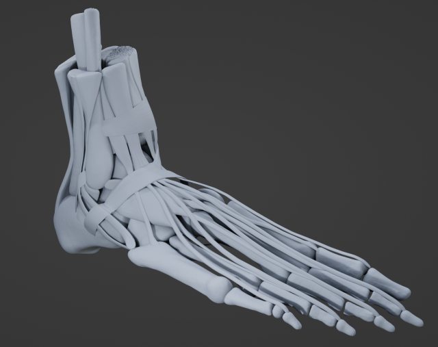 Foot Anatomy 3D Model in Anatomy 3DExport