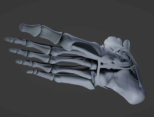 Foot Anatomy 3D Model in Anatomy 3DExport