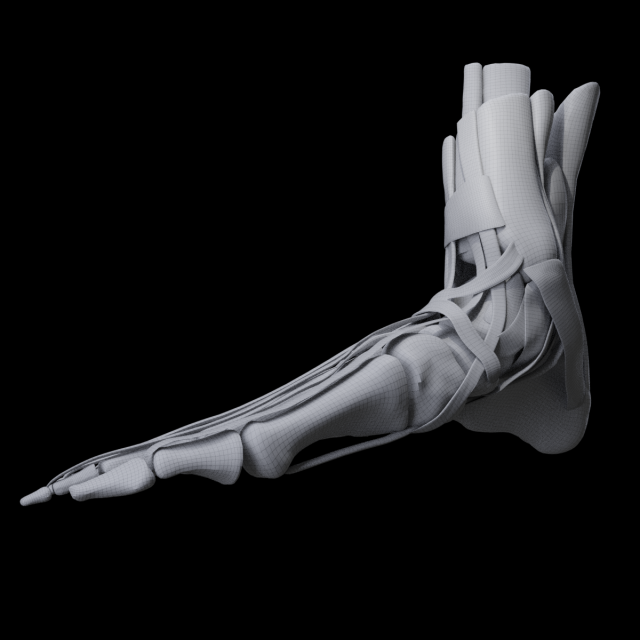 Foot Anatomy 3D Model in Anatomy 3DExport