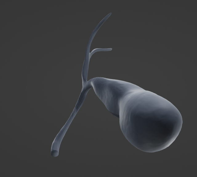 Gallbladder 3D Model in Anatomy 3DExport