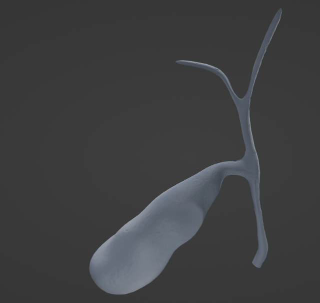 Gallbladder 3D Model in Anatomy 3DExport