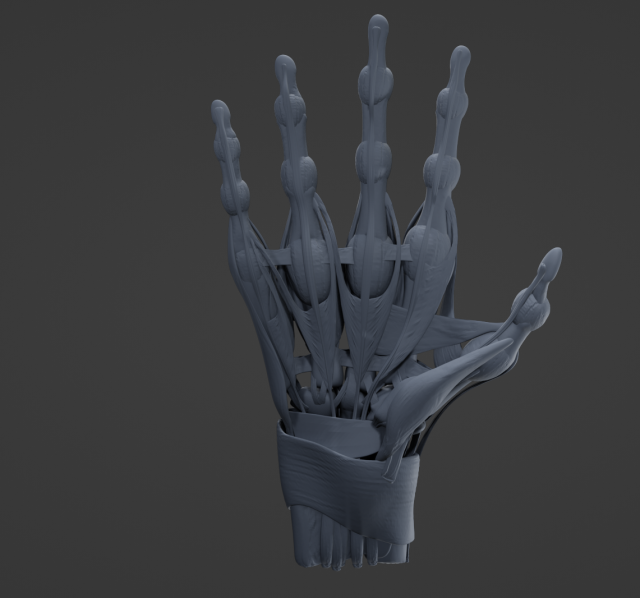 Hand Anatomy 3D Model in Anatomi 3DExport