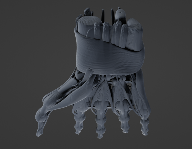 Hand Anatomy 3D Model in Anatomi 3DExport