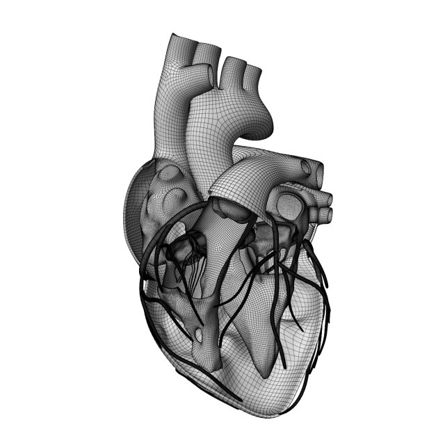Heart Anatomy 3D Model in Anatomy 3DExport