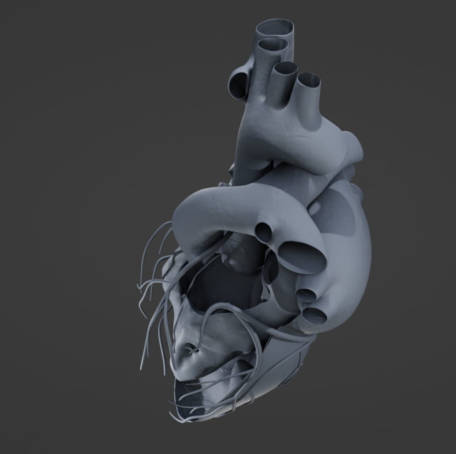 Heart Anatomy 3D Model in Anatomy 3DExport