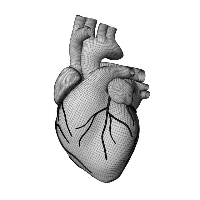 Heart Anatomy 3D Model in Anatomy 3DExport