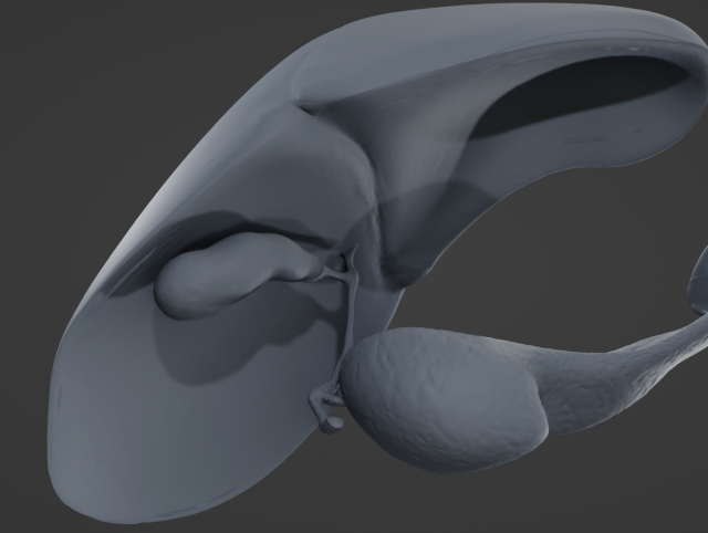 Human Hepatic System 3D Model in Anatomy 3DExport