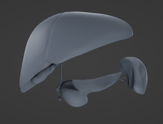 Human Hepatic System 3D Model in Anatomy 3DExport