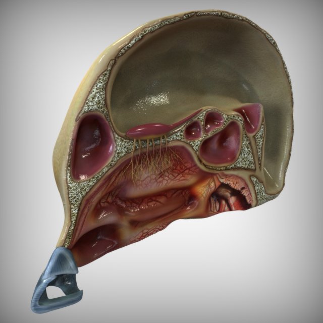 Nose Anatomy 3D Model in Anatomy 3DExport