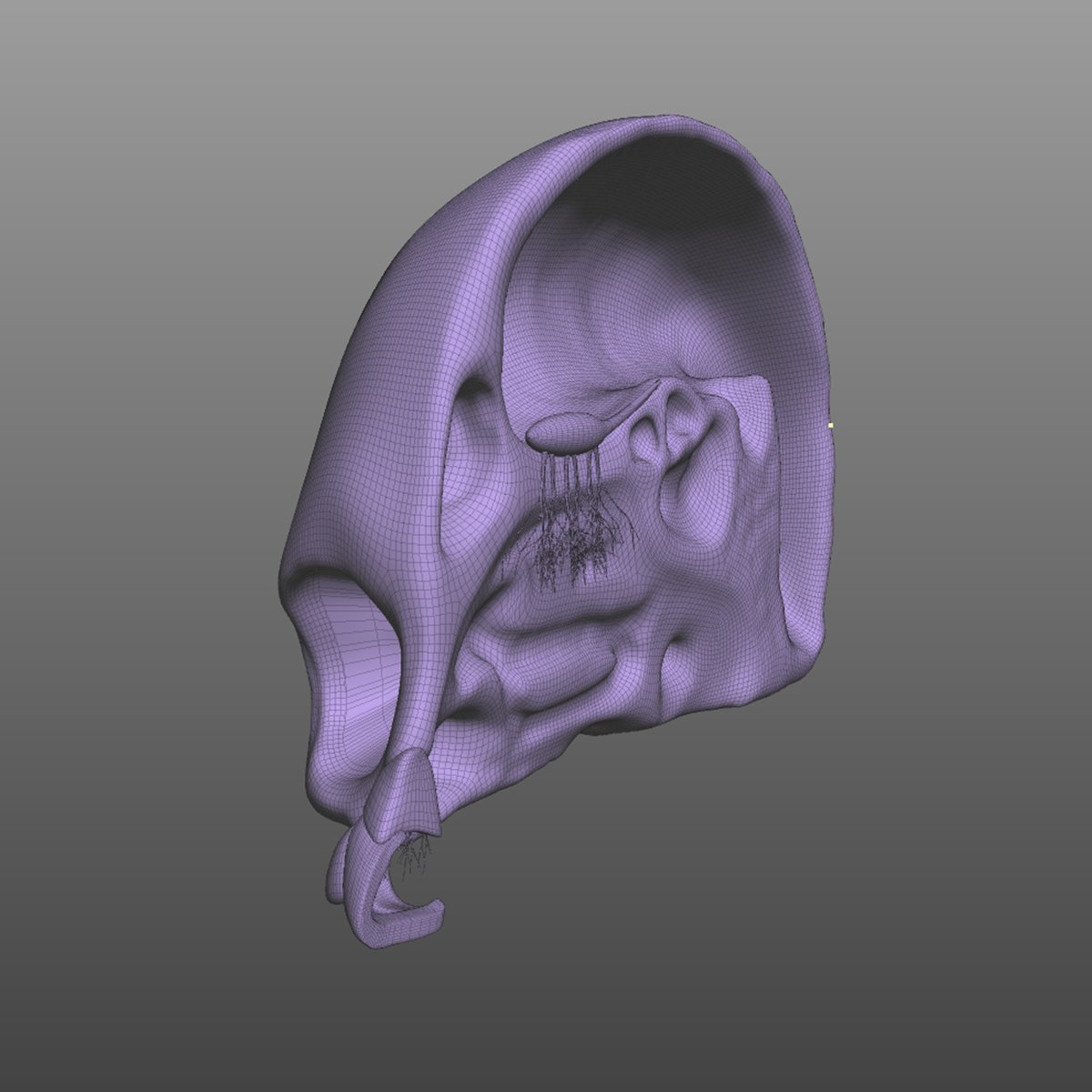 Nose Anatomy 3D Models in Anatomy 3DExport