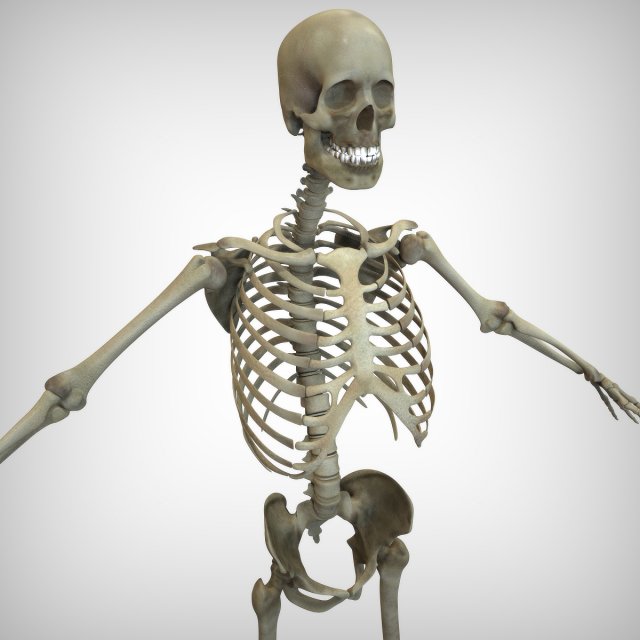 Skeletal System Diagram 3d 3d Rendering Of Human Skeletal Sy