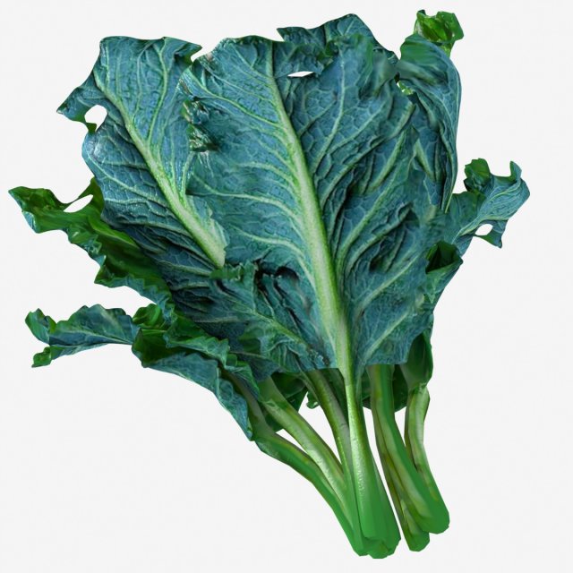 Kale 3D Model in Vegetable 3DExport