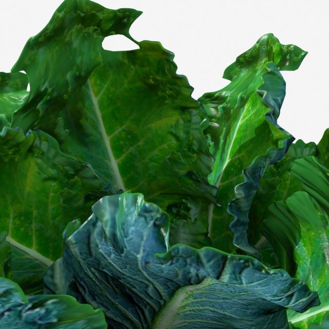 Kale 3D Model in Vegetable 3DExport