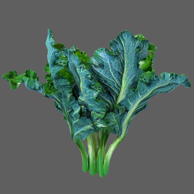 Kale 3D Model in Vegetable 3DExport