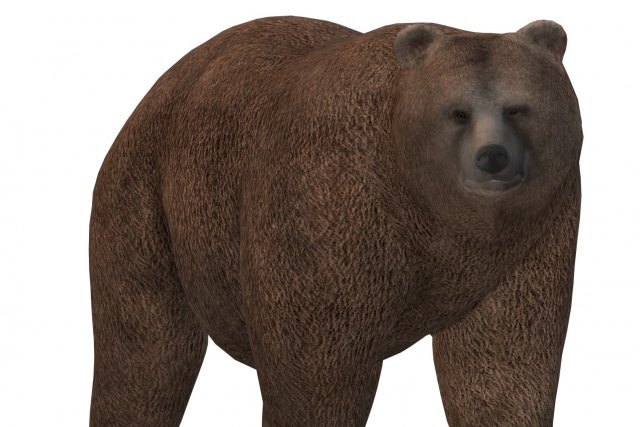 Fat Brown Bear Ready to Print 3D Print Model in Animals 3DExport