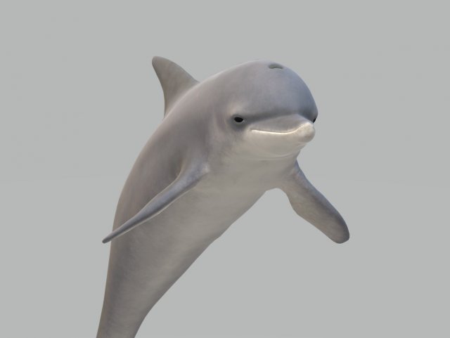 Dolphin Sculptures Ready to Print 3D Print Model in Animals 3DExport